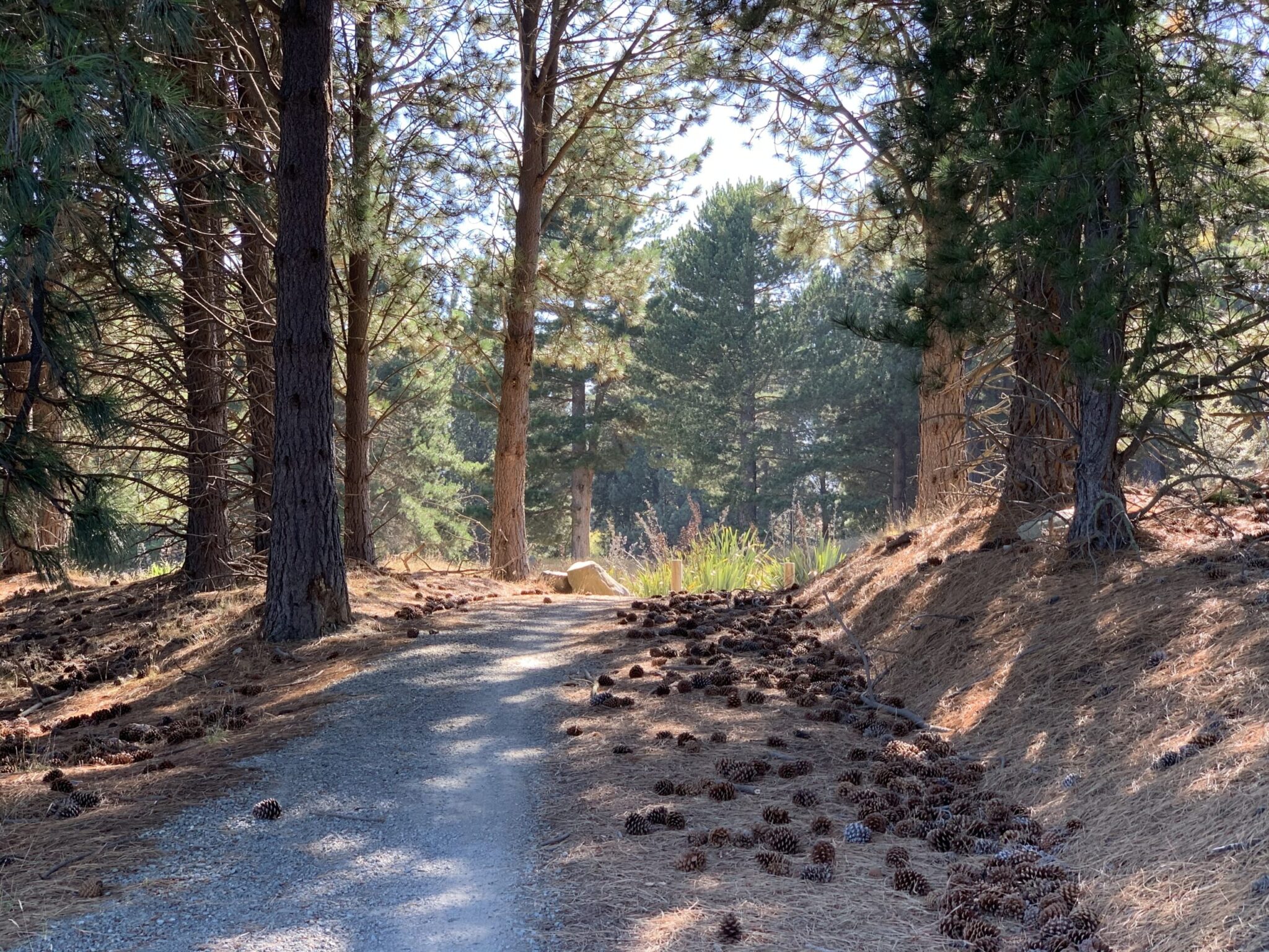 100 Trees Challenge – Skill Acquisition Through Repetition • Tischler